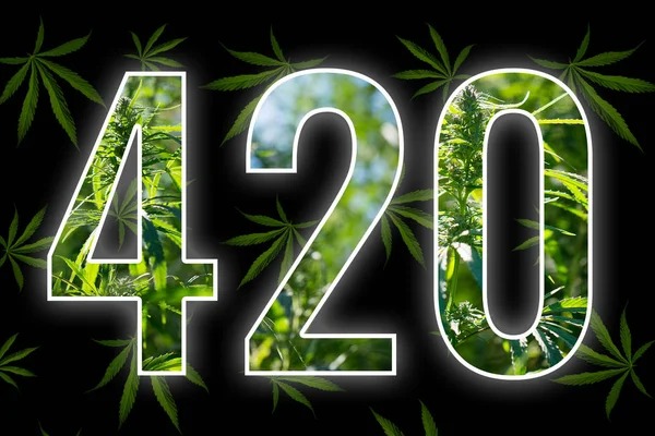 What Does 420 Mean? Origins and Cannabis Culture | uWeed
