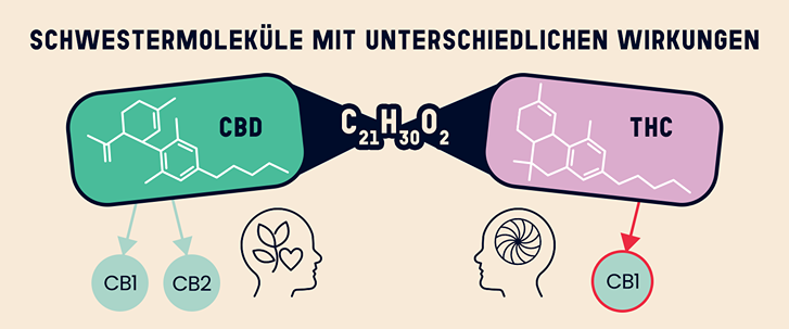 CBD vs THC • Unterschiede, Wirkungen & Anwendungen | uWeed