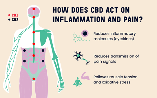 CBD Oil for Pain Relief • Does It Really Work? | uWeed